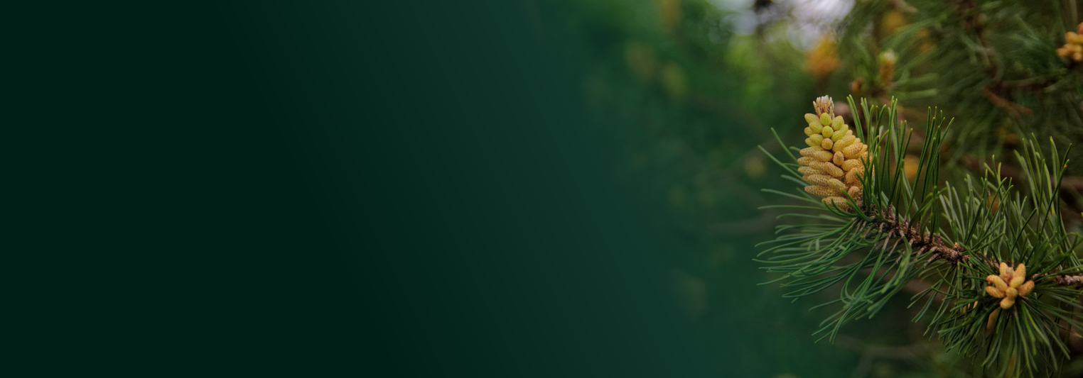 Pollen de pin – Polenn